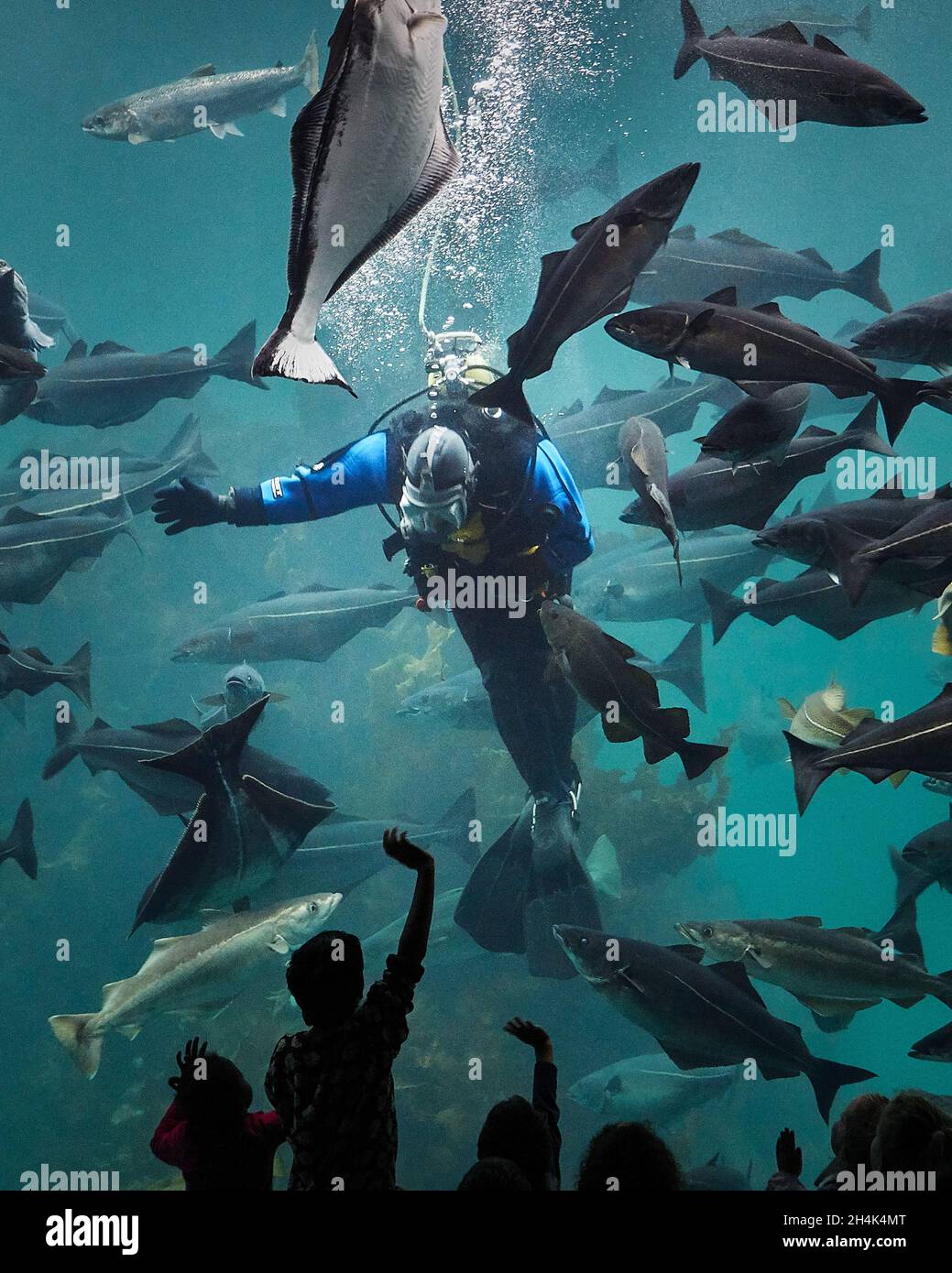 Diving show hi-res stock photography and images - Alamy