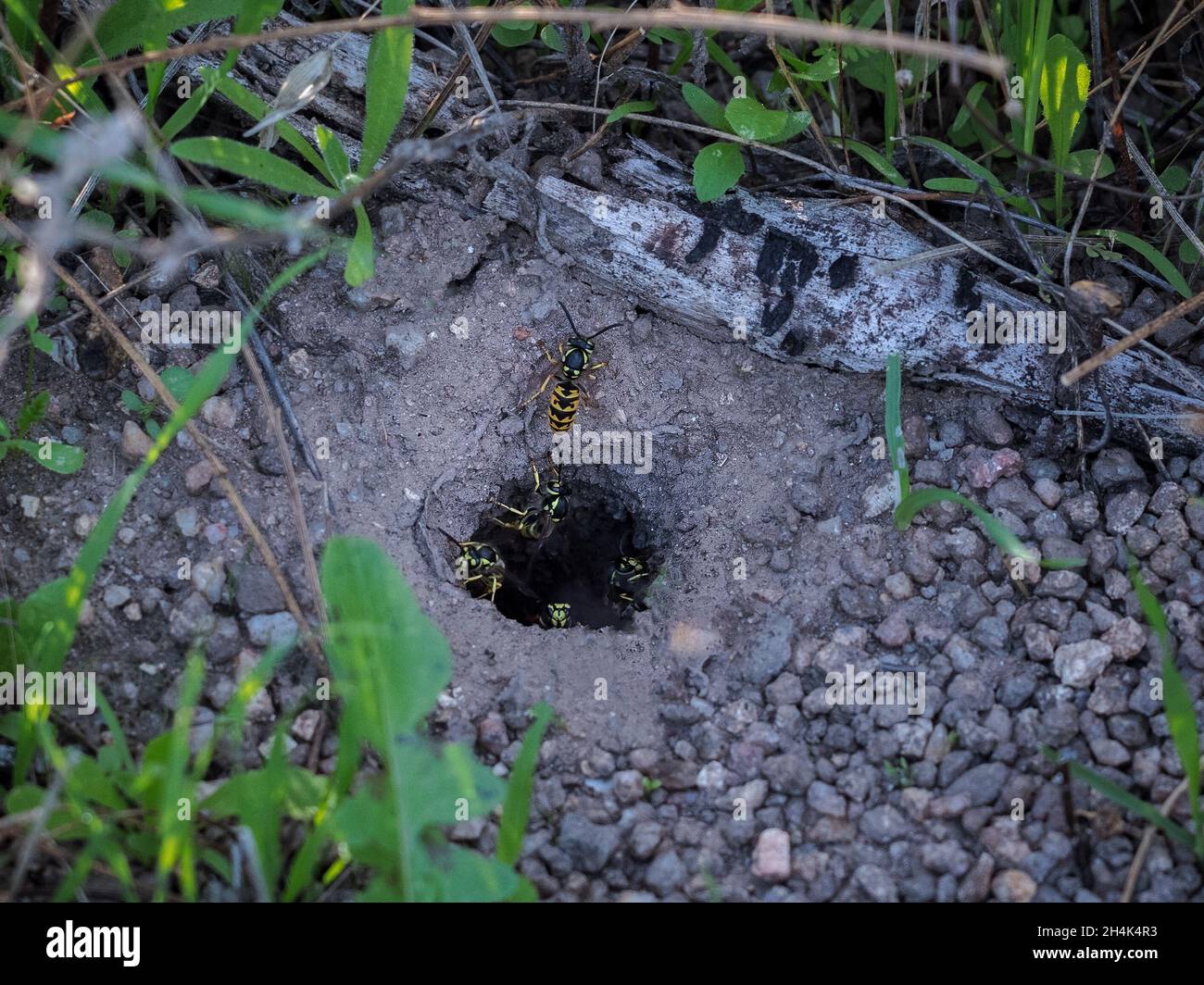 Top view of several wasps emerging from the underground Stock Photo - Alamy