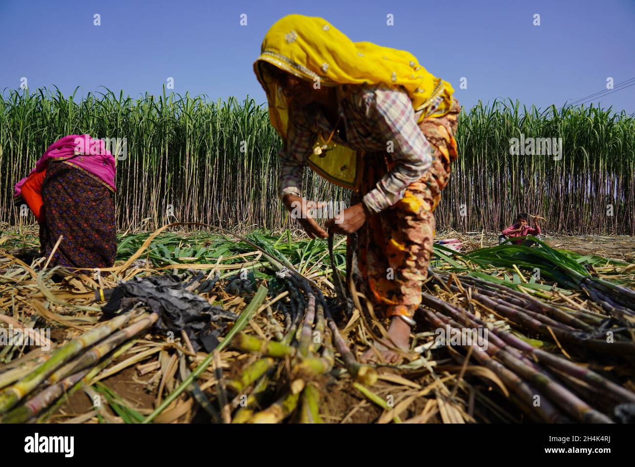 Ajmer, Rajasthan, India, November 03, 2021. Indian farmers harvest ...