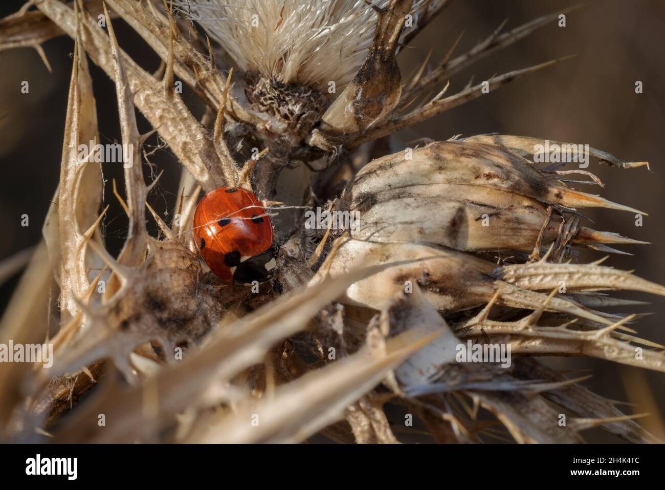 Black and white thistle shot hi-res stock photography and images - Alamy