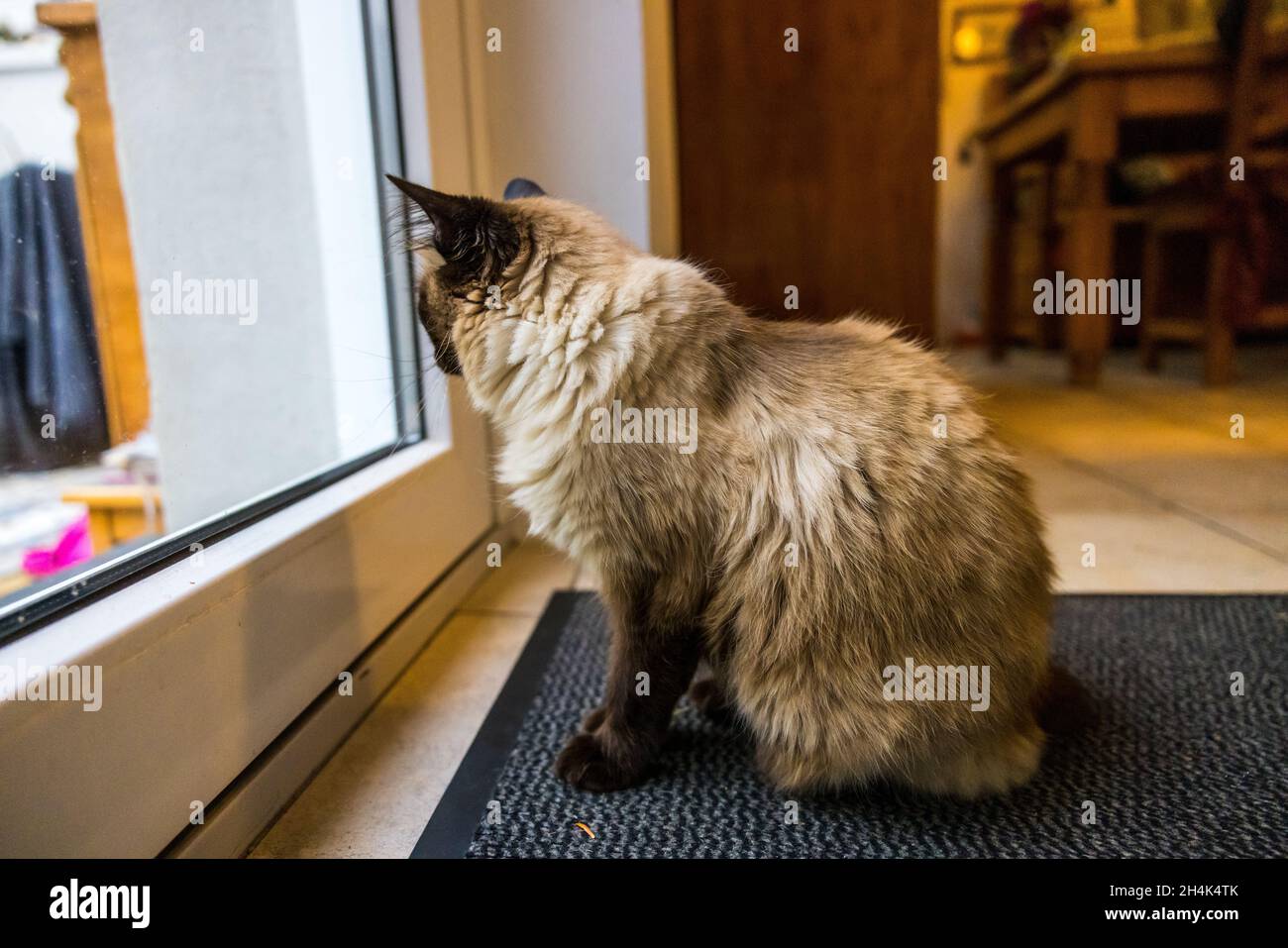 Closeup of a cat looking outside through a glass window Stock Photo - Alamy