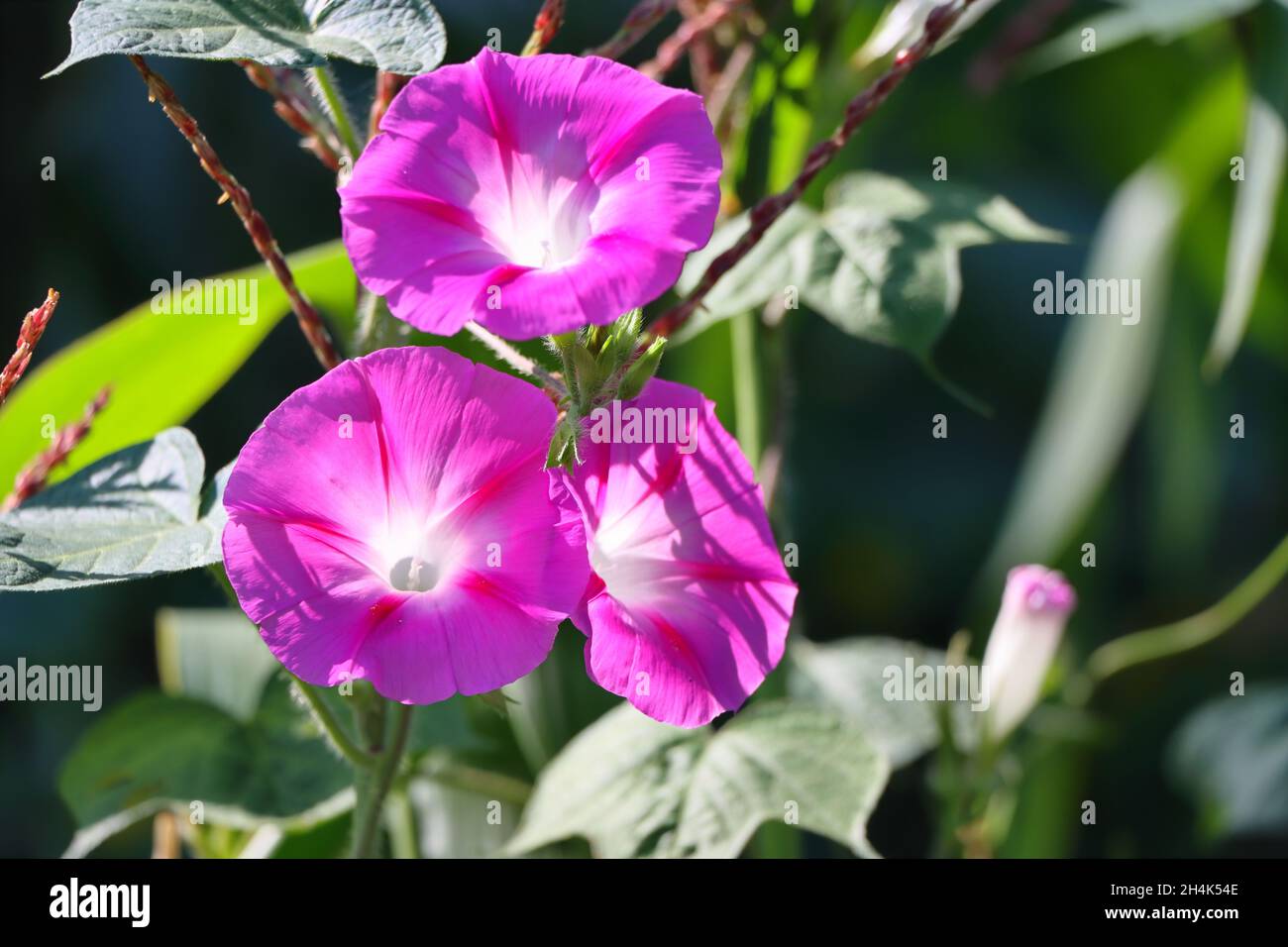 Closeup of morning glory flowers growing in a garden under the sunlight ...