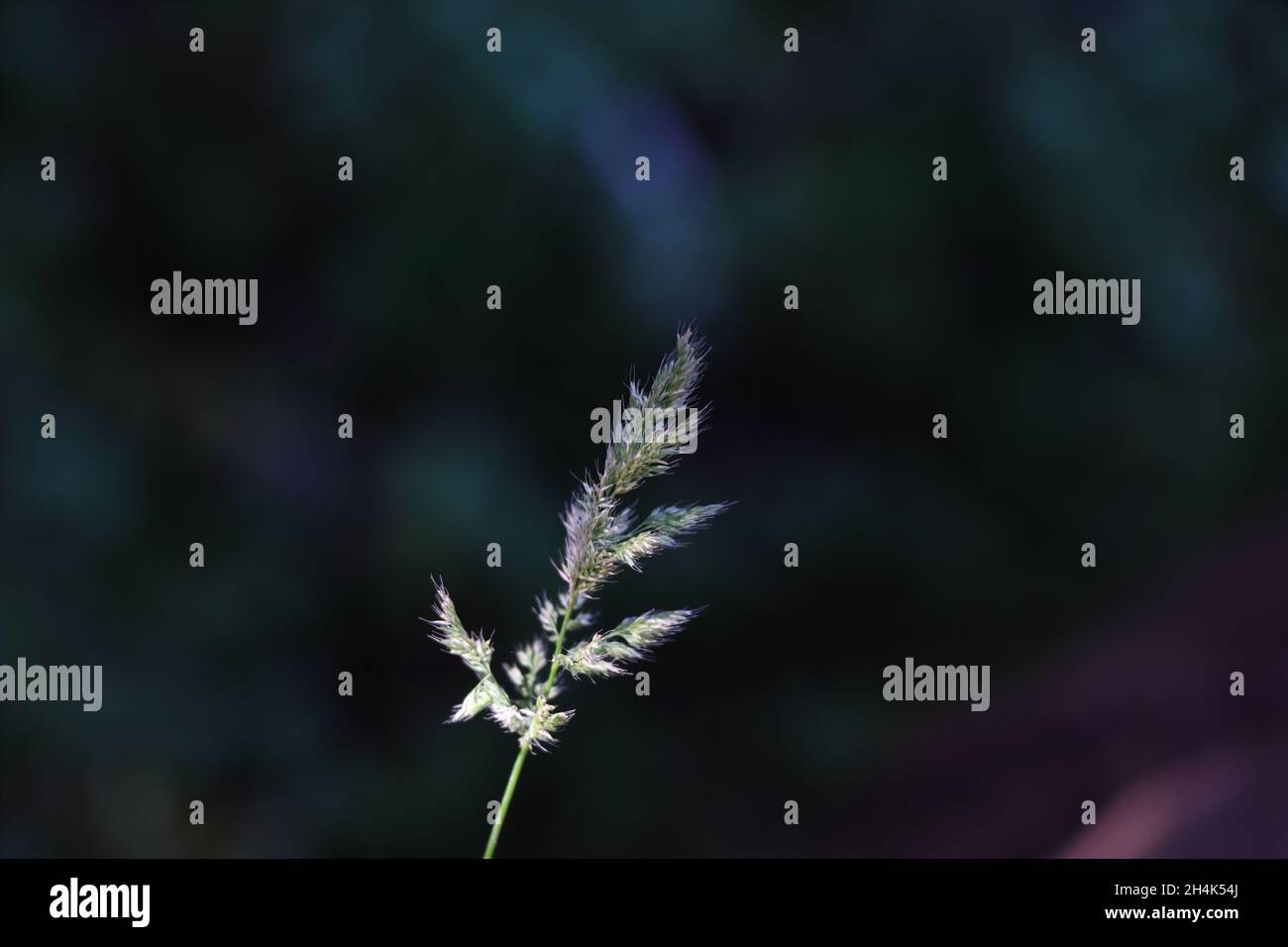 Closeup of beard grass growing in a meadow under the sunlight with a ...