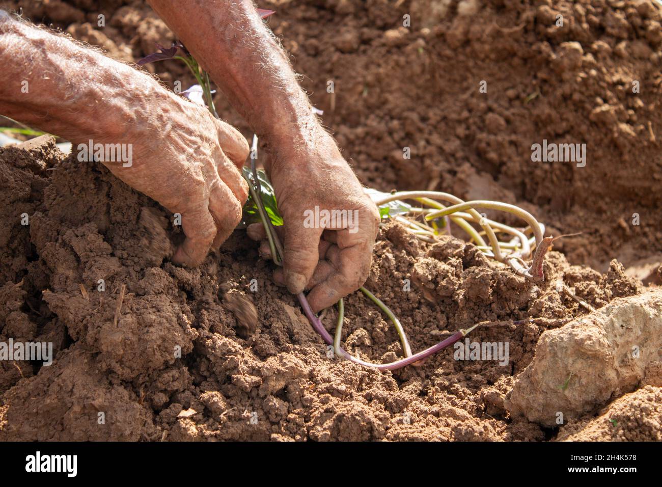 Working hands drawing hi-res stock photography and images - Alamy