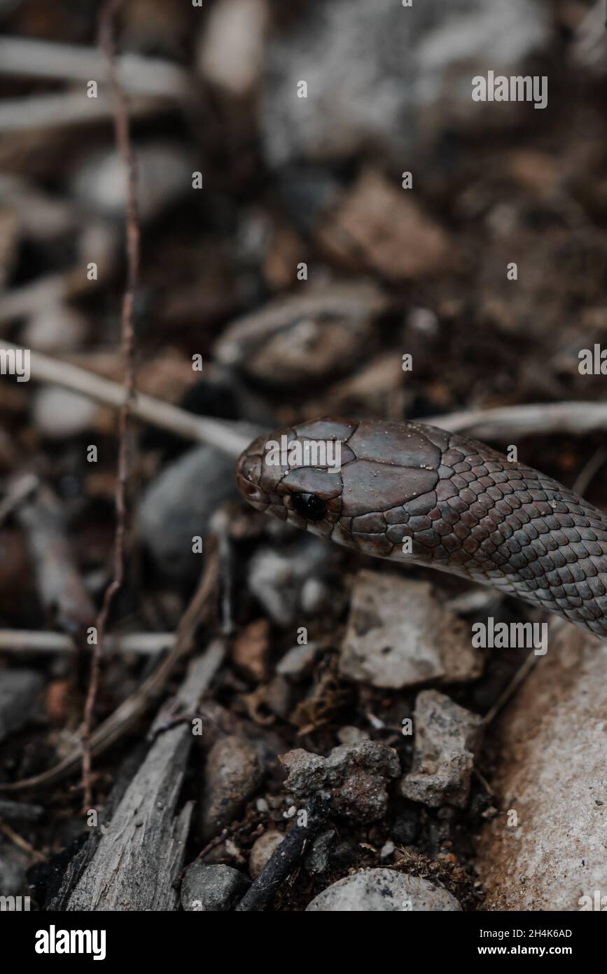 Atractaspis hi-res stock photography and images - Alamy