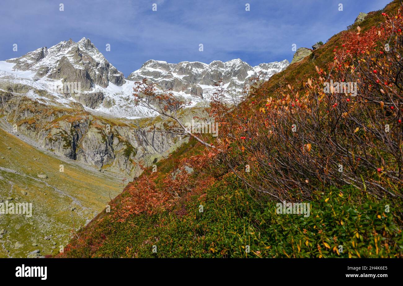 Alpine landscape in autumn with blueberry plants, Susten Pass, Uri ...