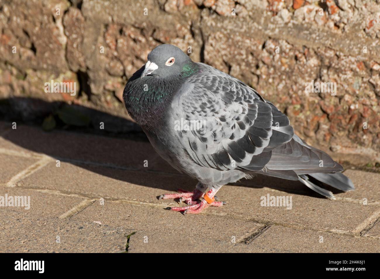 Exhausted pigeon hi-res stock photography and images - Alamy