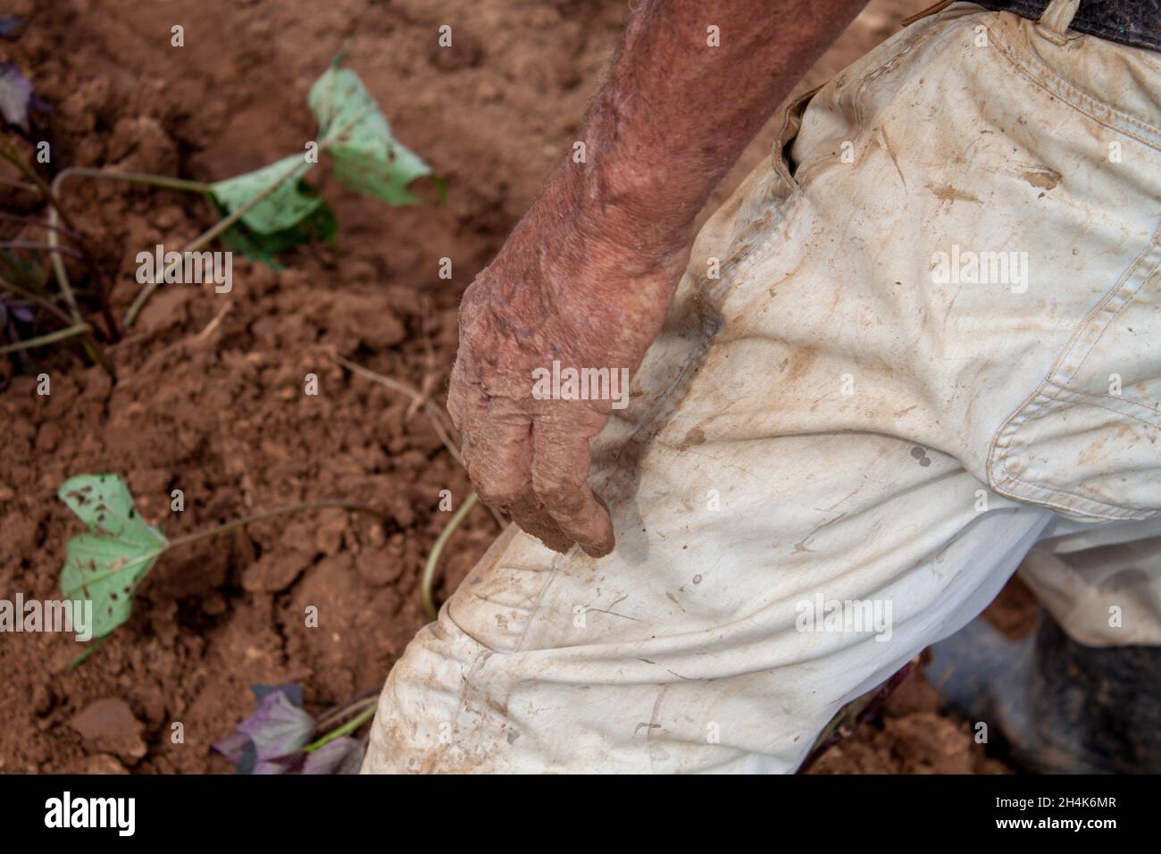 hands of a 92-year-old man dedicated to working in the fields Stock ...