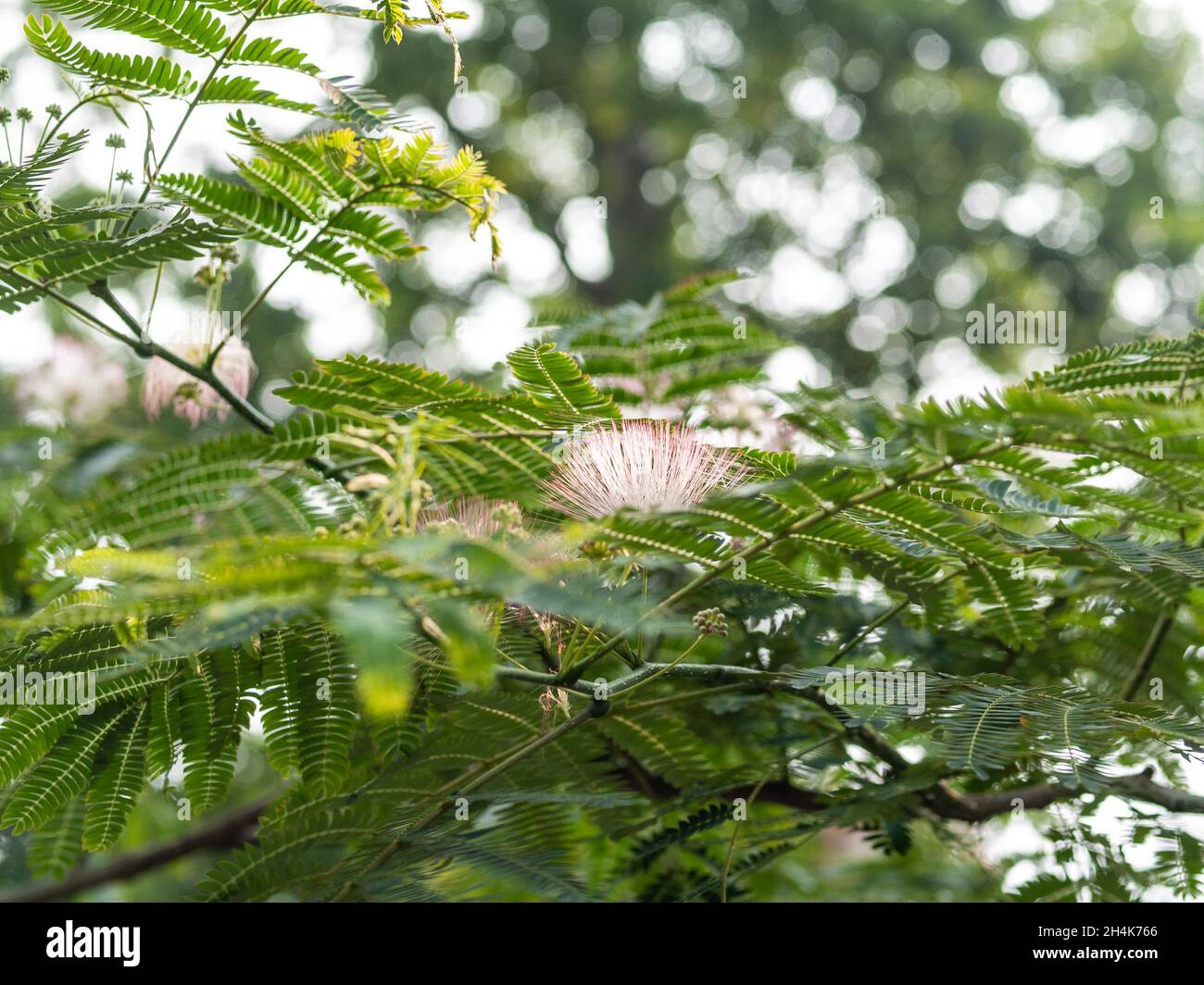 Mimosa is a genus of about 400 species of herbs and shrubs, in the ...