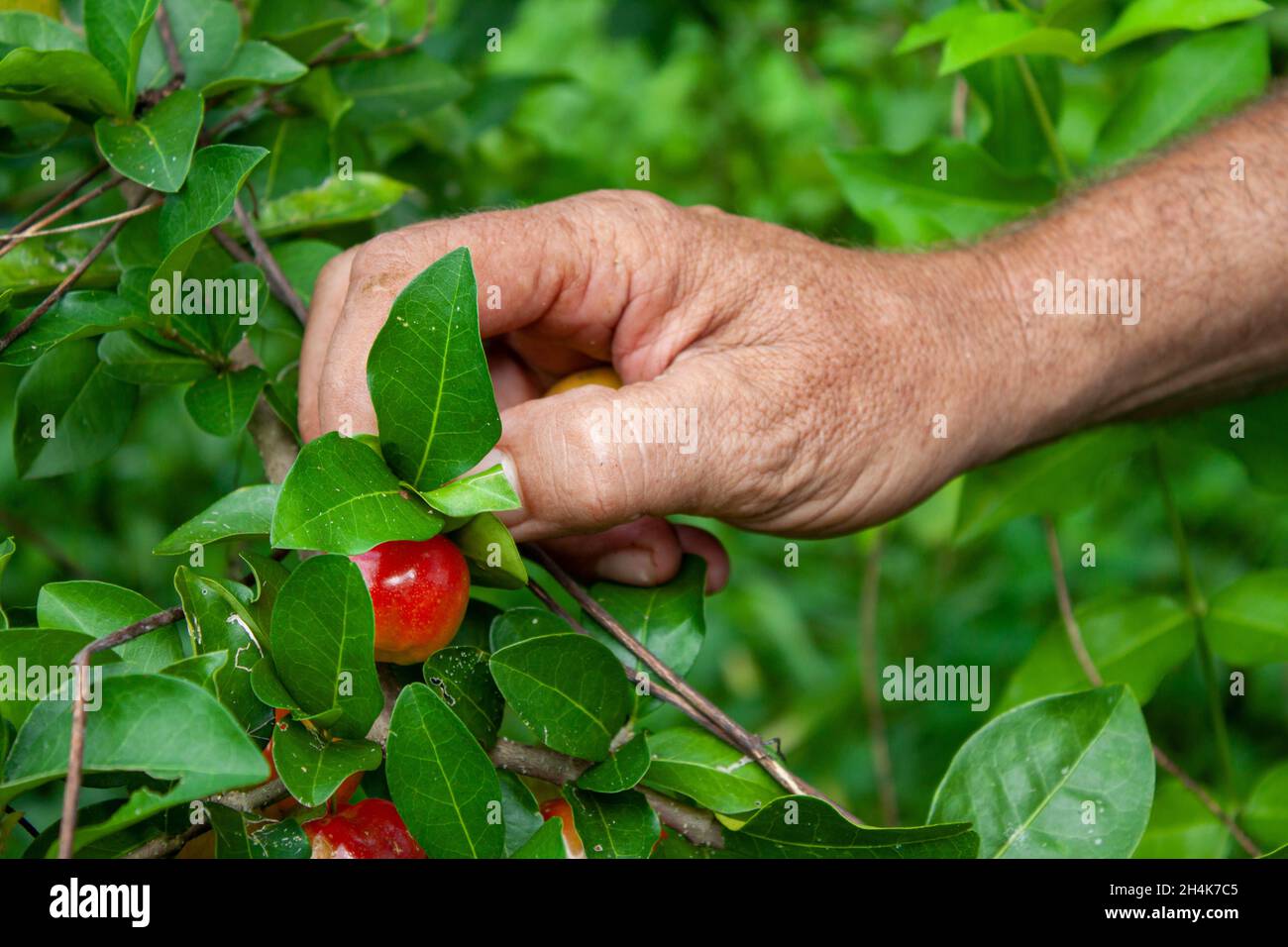 Acerola tree hi-res stock photography and images - Alamy