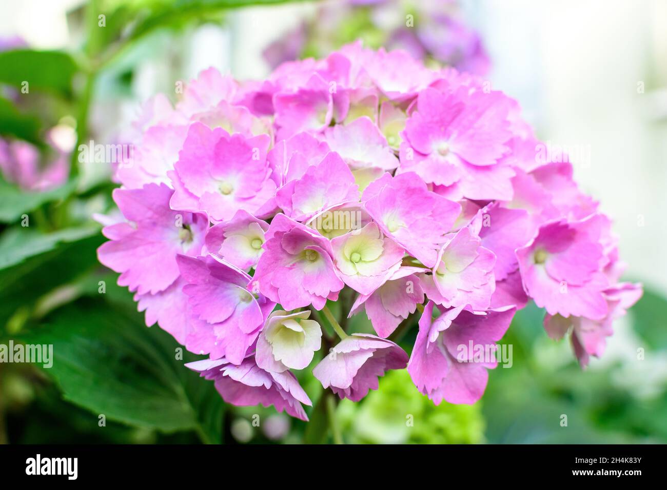 Magenta pink hydrangea macrophylla or hortensia shrub in full bloom in ...
