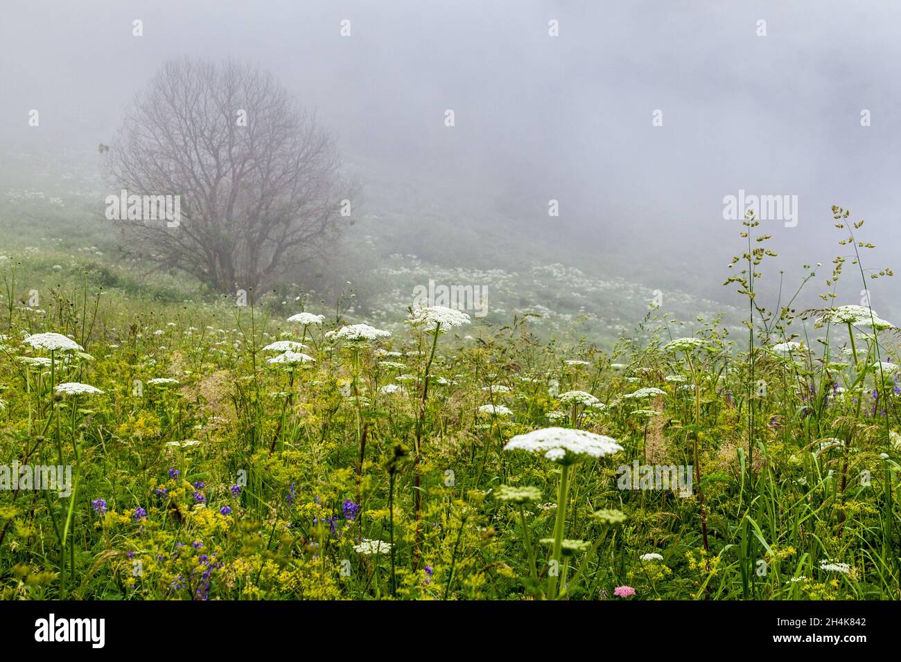 Landscape of Dilijan National Park in Armenia Stock Photo - Alamy