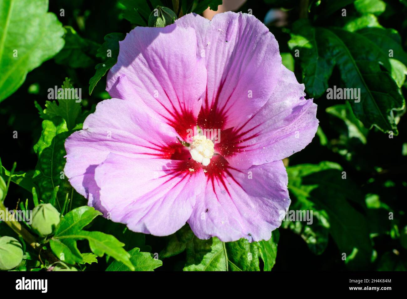 Pink delicate flower of Cornus kousa tree, commonly known as ousa ...