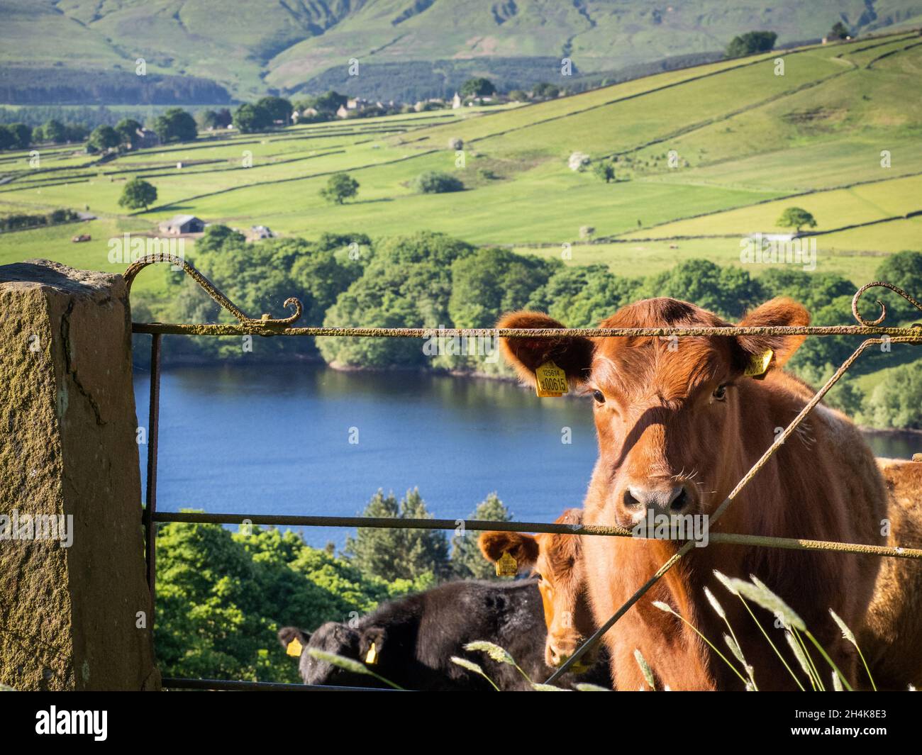 Cows above Digley Stock Photo - Alamy