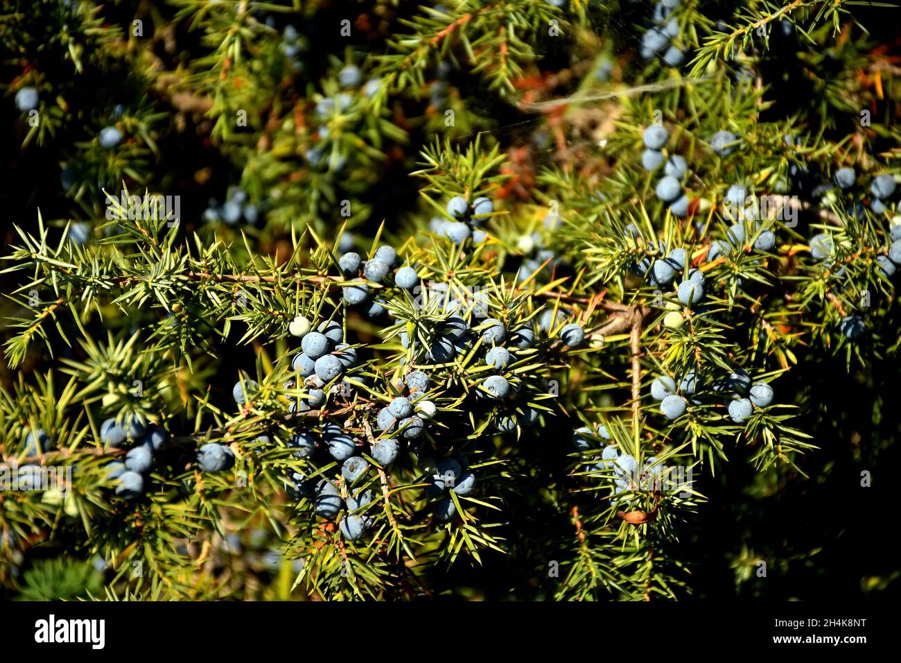 Common juniper bush hi-res stock photography and images - Alamy