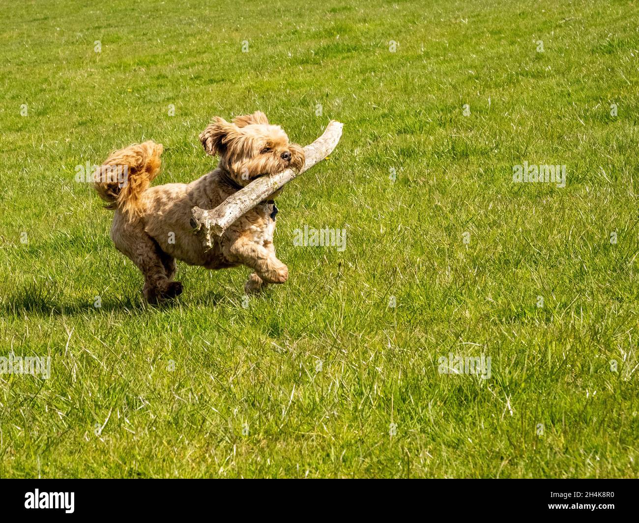 Big stick hi-res stock photography and images - Alamy