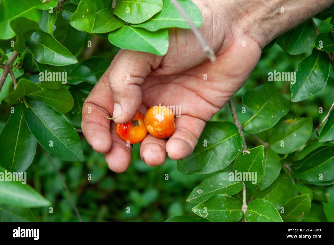 Acerola o semeruco hi-res stock photography and images - Alamy