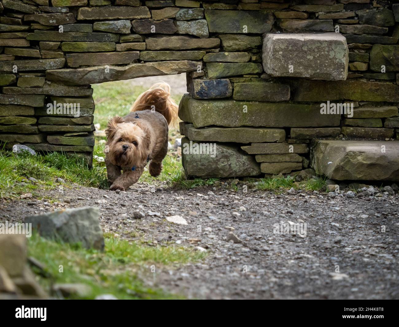 Dog running through hole in wall Stock Photo - Alamy