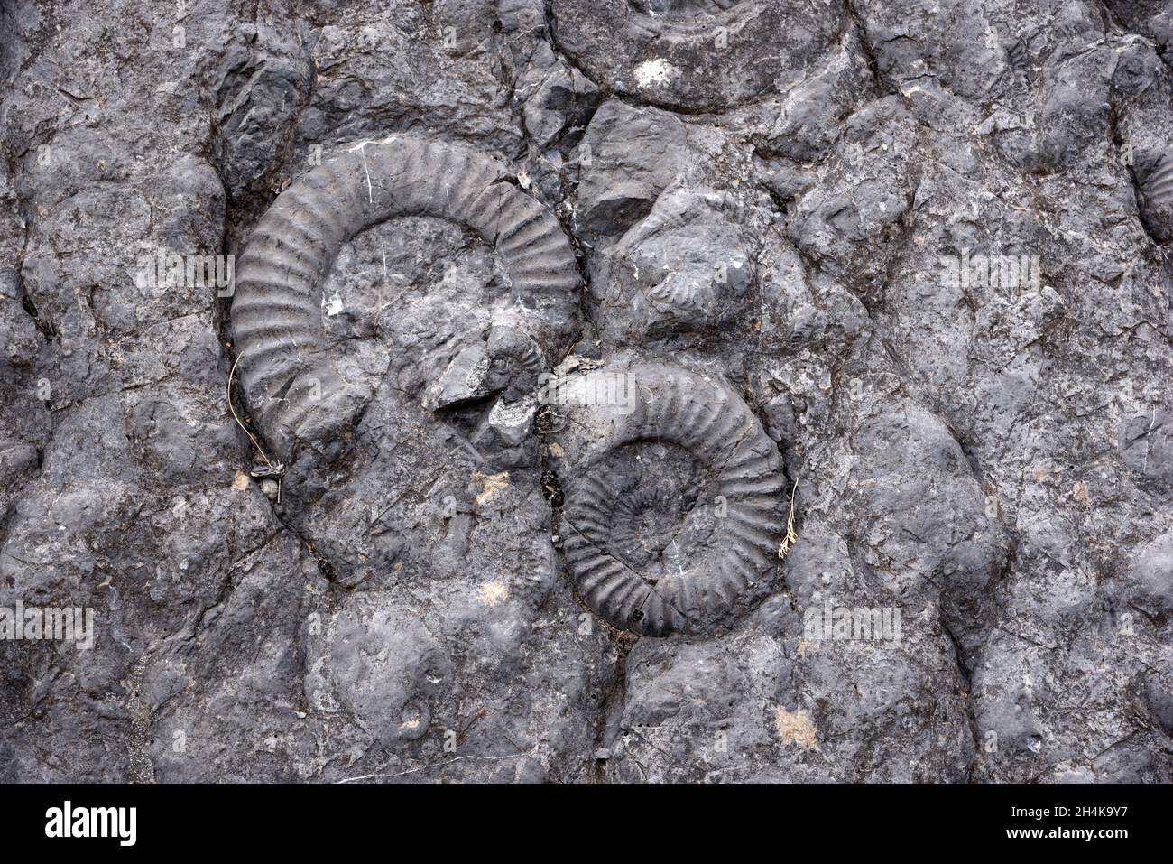 Strata, Slab or 'Dalle' of Ammonites near Digne-les-Bains in the ...