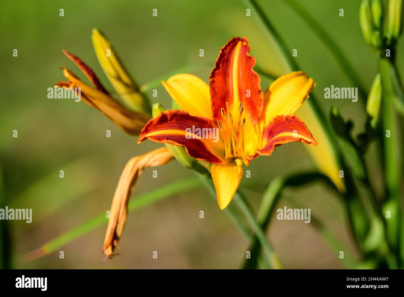 Vivid yellow and red daylily, Lilium or Lily plant in a British cottage ...