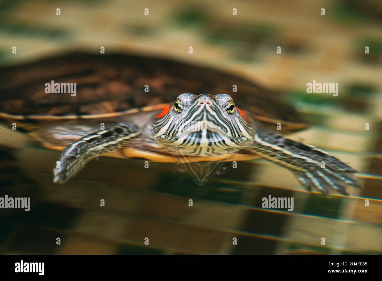 Red ear turtles hi-res stock photography and images - Alamy
