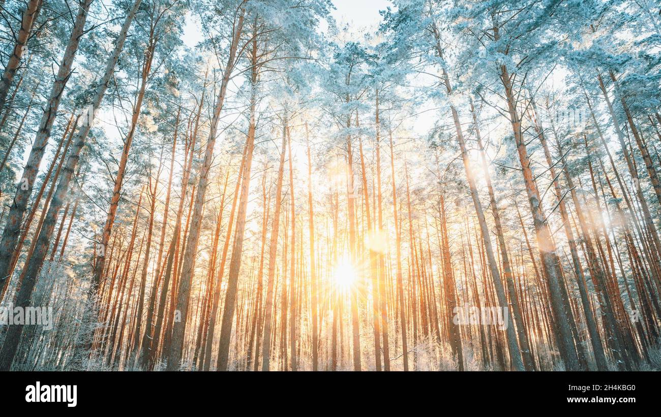 Rising sun in winter forest hi-res stock photography and images - Alamy