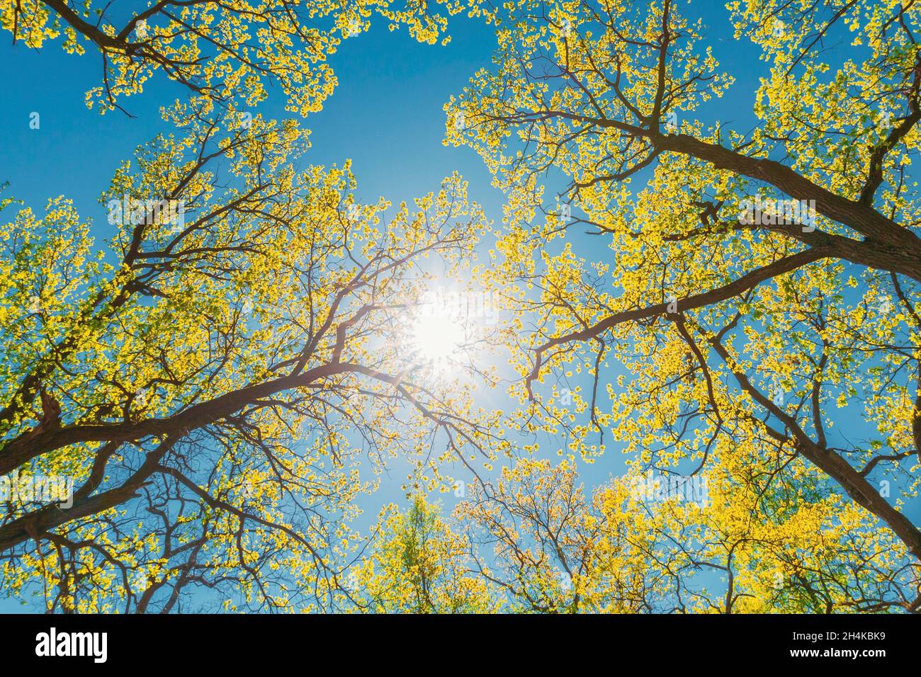 Sunlight in the crown of trees hi-res stock photography and images - Alamy