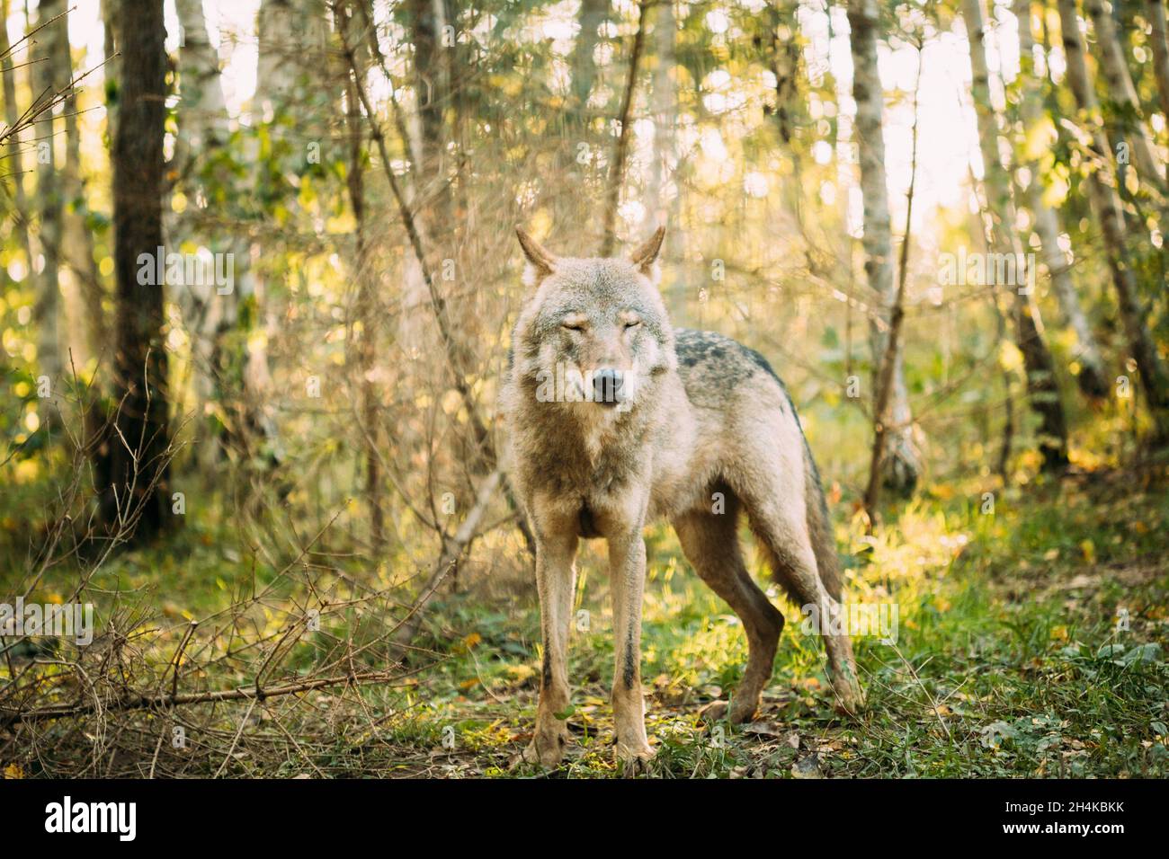 Eastern gray wolf hi-res stock photography and images - Alamy