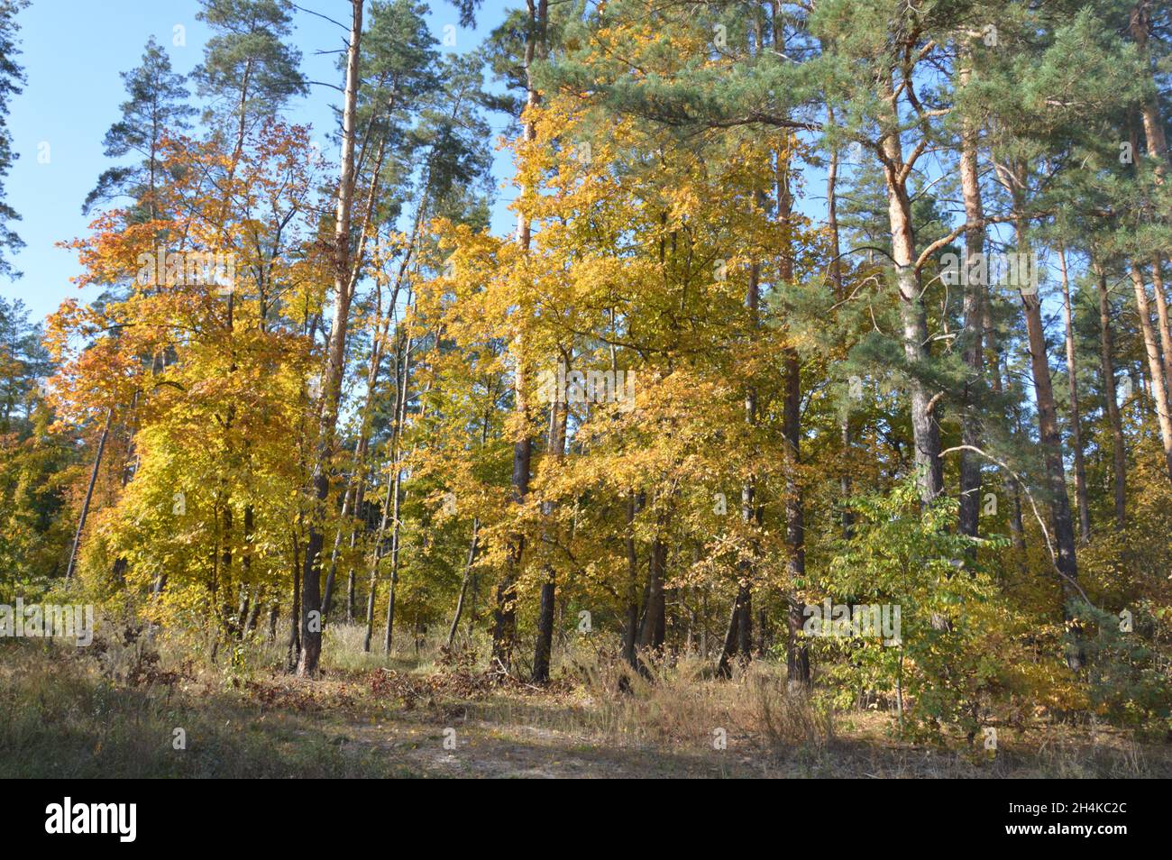 Autumn yellow trees in a the forest Stock Photo - Alamy