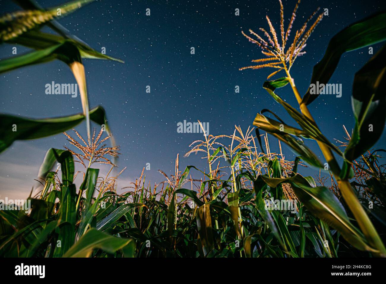 Cornfield At Night
