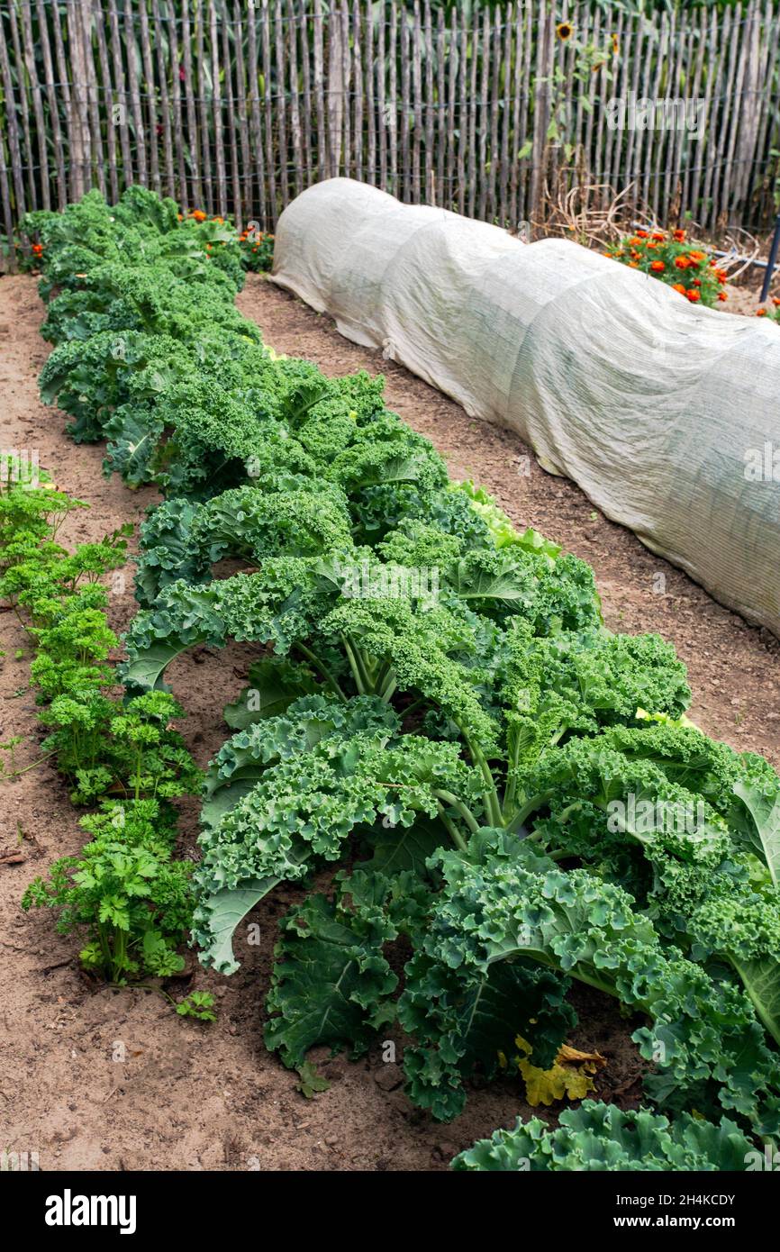 Kitchen garden farm nature hi-res stock photography and images - Alamy