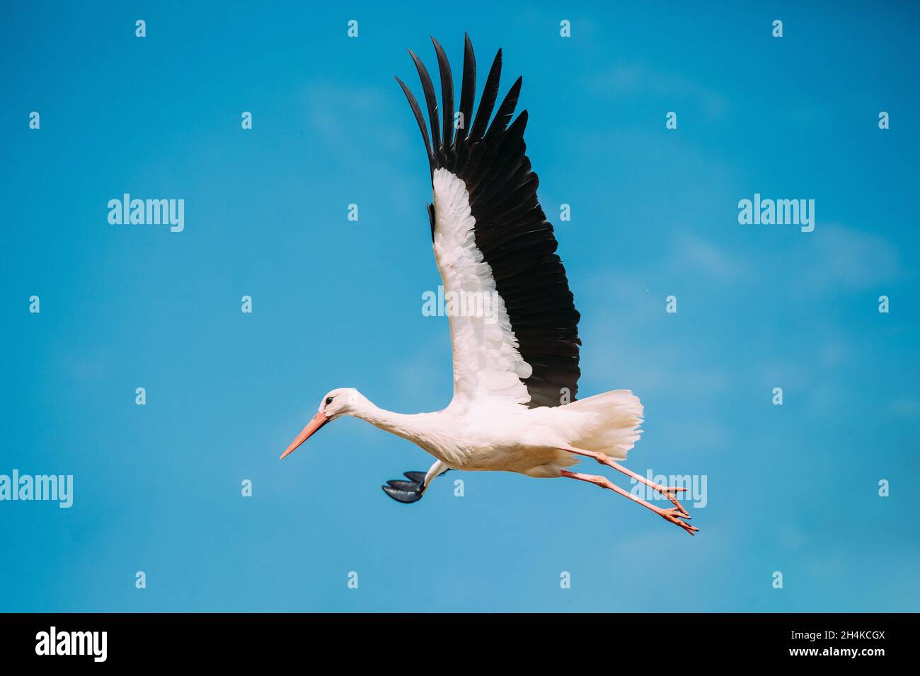 European White Stork Flies In Blue Sky. Belarus Stock Photo - Alamy