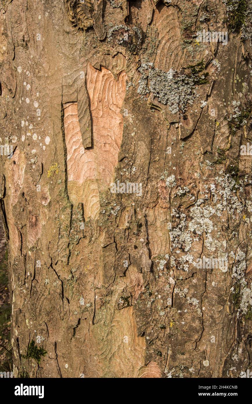 Bark patterns typical of mature Plane trees Stock Photo - Alamy