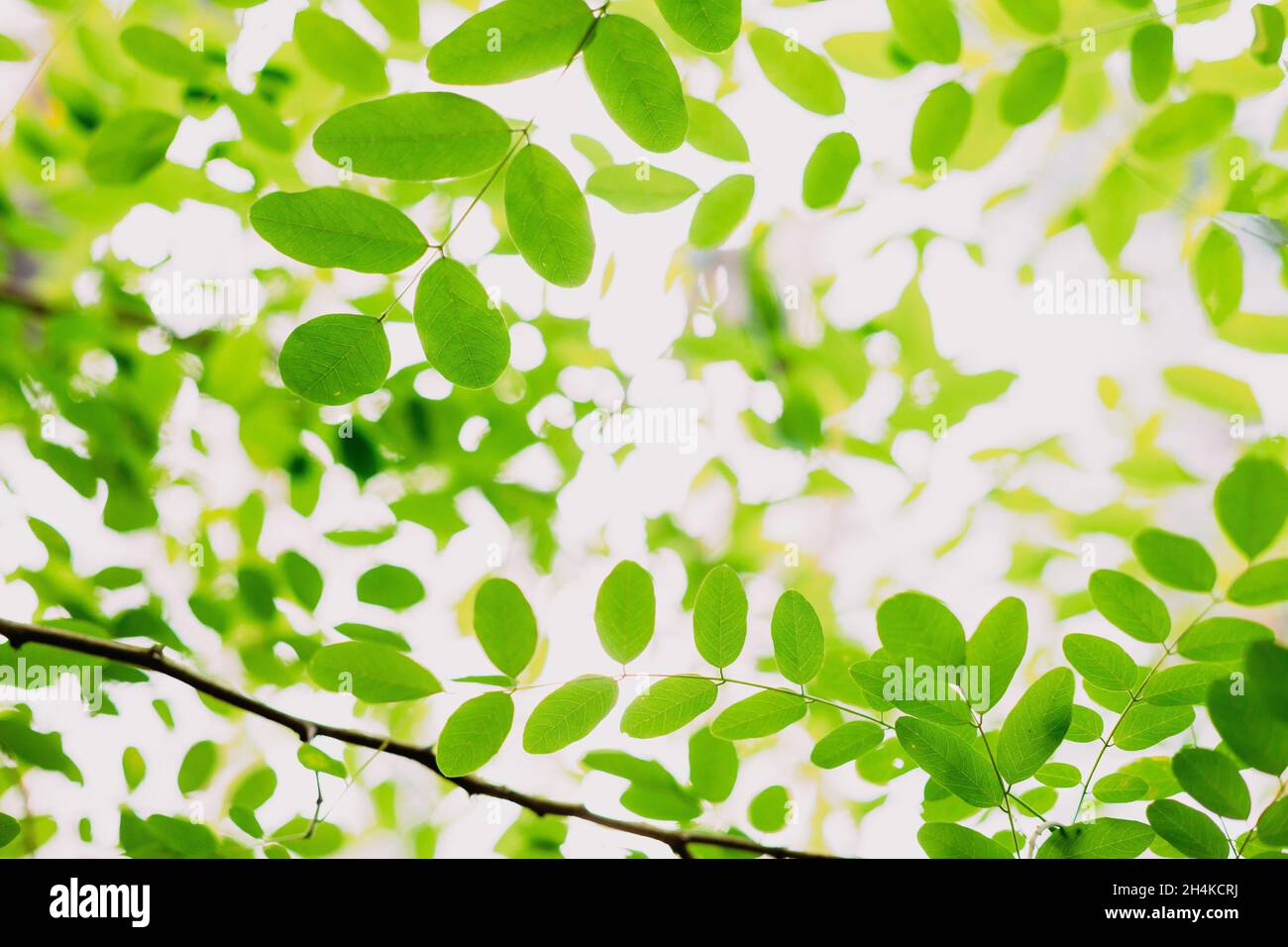 Acacia Tree Greenery Nature High Resolution Stock Photography and ...