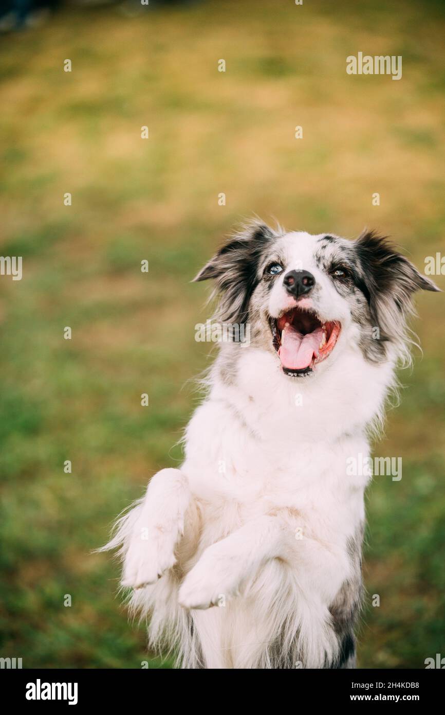 Scottish Sheep Hound