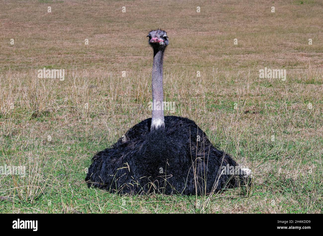 Struthio camelus - The ostrich is a species of strutioniform bird in ...