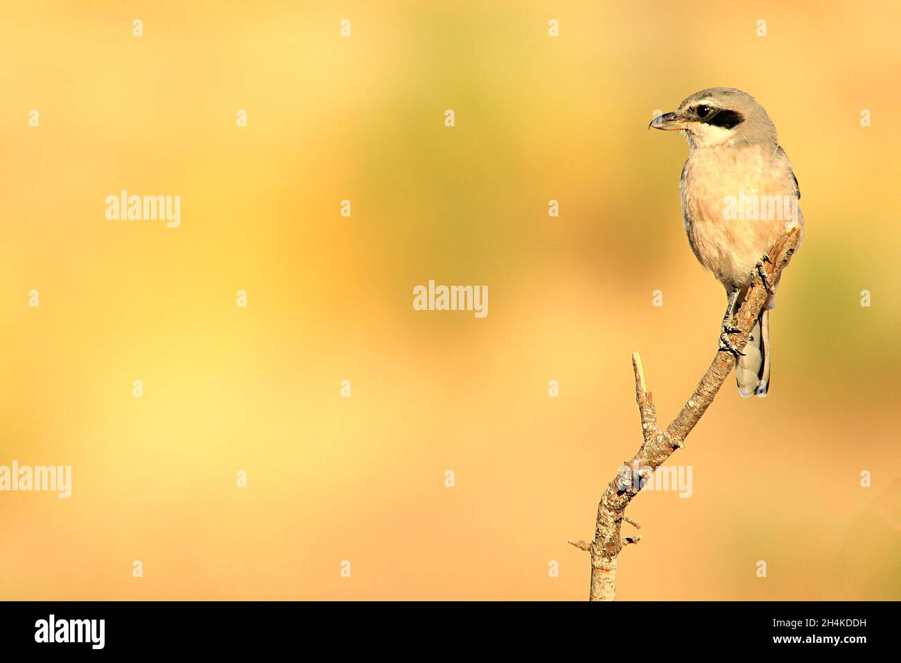 Lanius excubitor - The northern shrike, or hog woodcut, is a species of ...