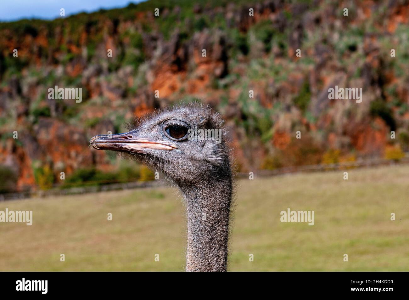 Struthio camelus - The ostrich is a species of strutioniform bird in ...