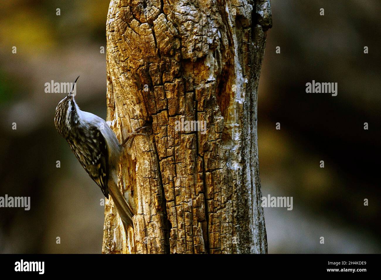 Certhia brachydactyla - The Common or European Hopper is a species of ...