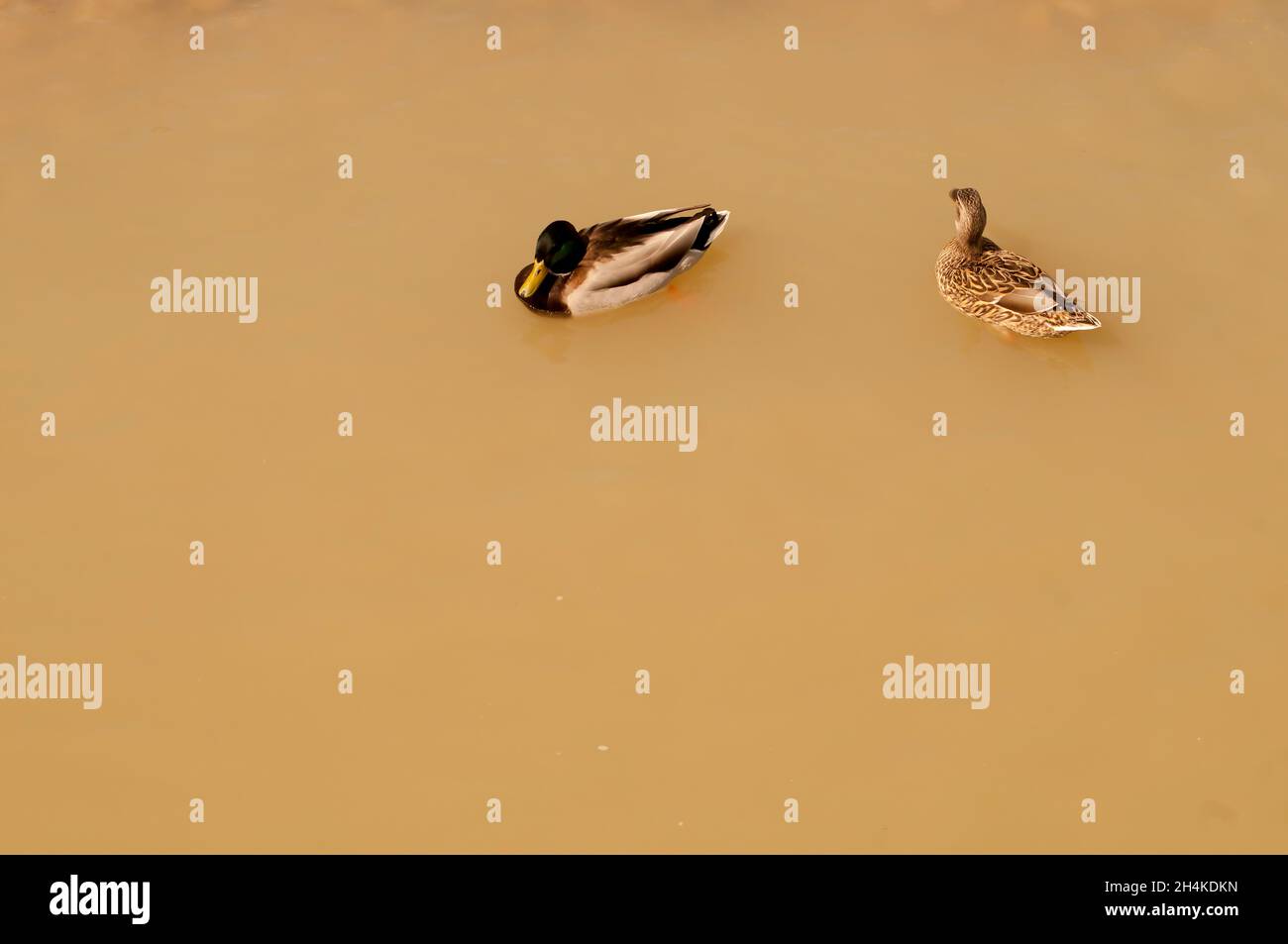 Anas platyrhynchos - The mallard, mallard or collared duck is a species ...