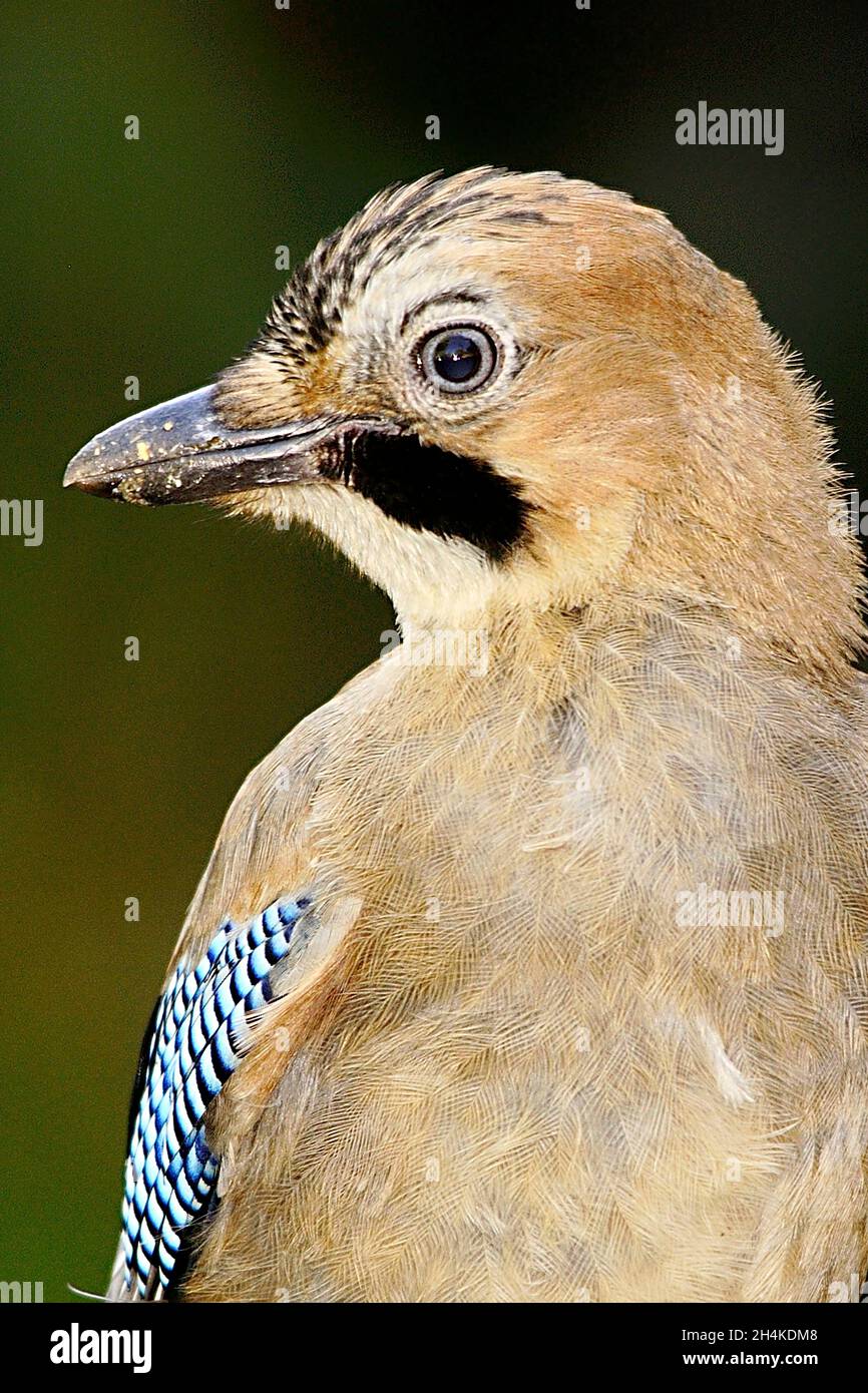 Garrulus glandarius - The Eurasian jay is a species of passerine bird ...