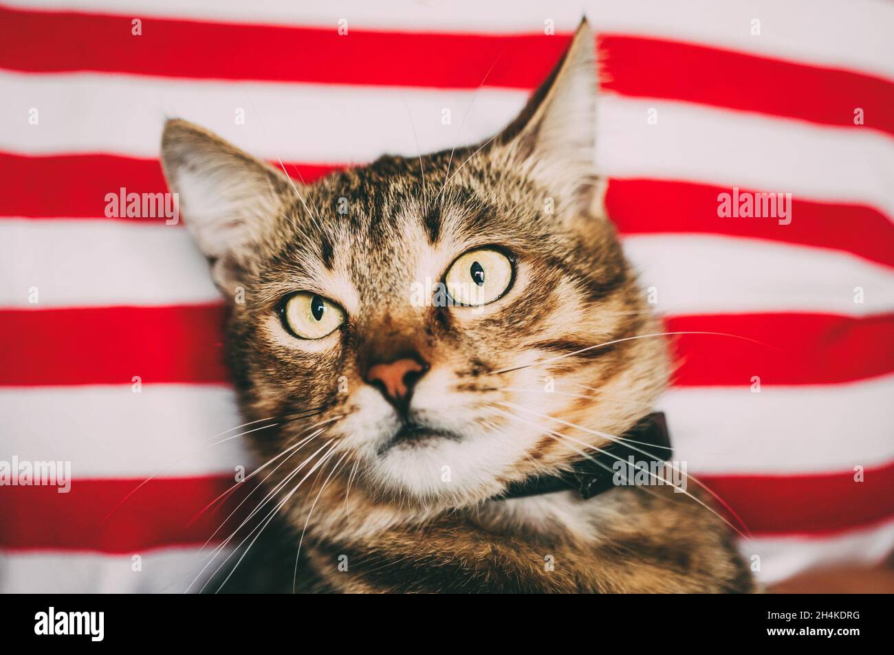 Peaceful kitten hi-res stock photography and images - Alamy