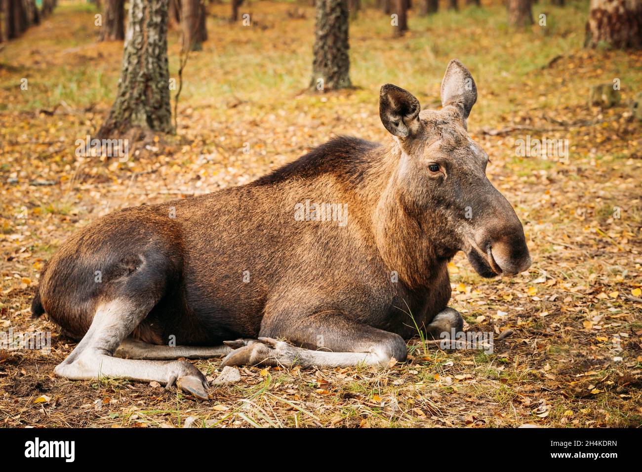 Elk female animal in forest hi-res stock photography and images - Alamy