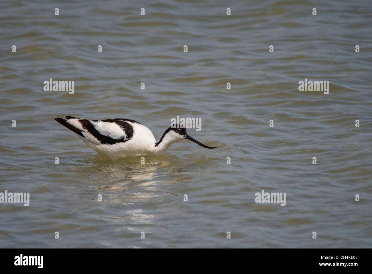 Recurvirostra avosetta - The common avocet is a species of caradriform ...