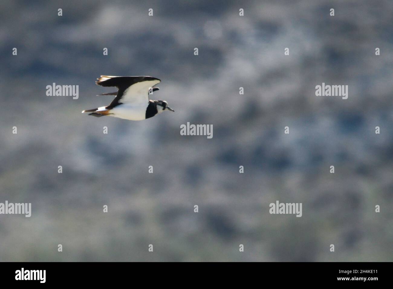 Vanellus vanellus - The European Lapwing is a species of Charadriiform ...