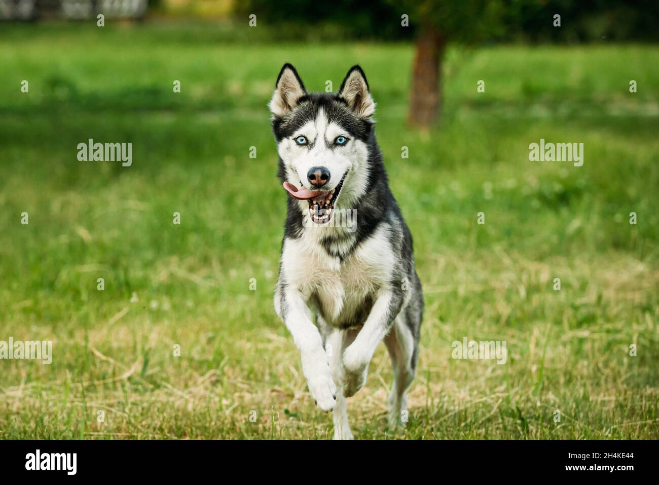 Dog husky running hi-res stock photography and images - Alamy