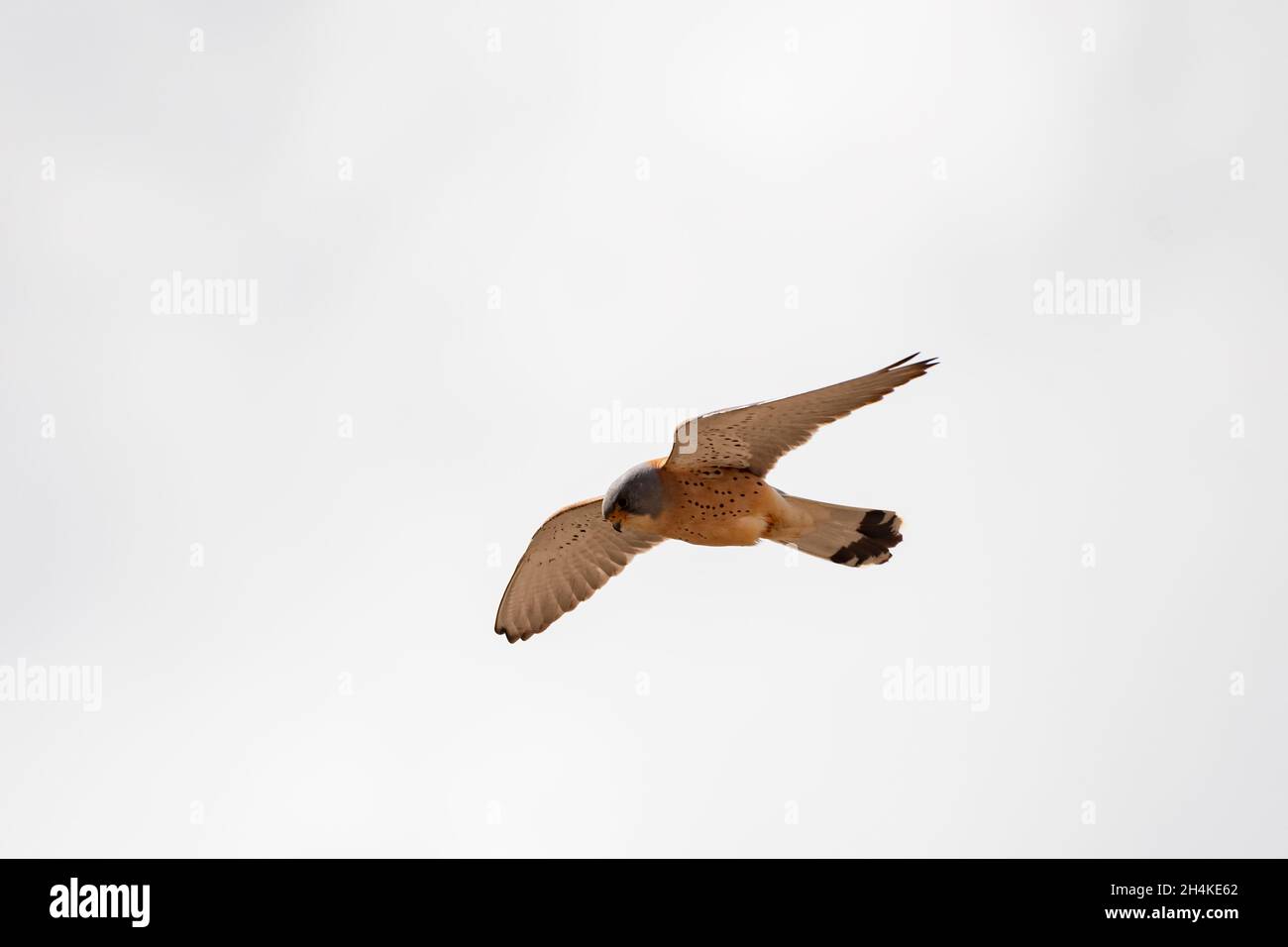 Falco naumanni - The lesser kestrel is a species of falconiform bird in ...