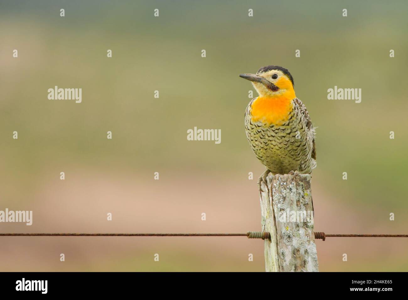 Colaptes campestris - The country woodpecker, which inhabits the semi ...