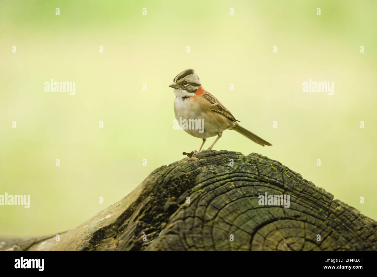 Zonotrichia capensis - The chingolo is a neotropical passerine bird ...