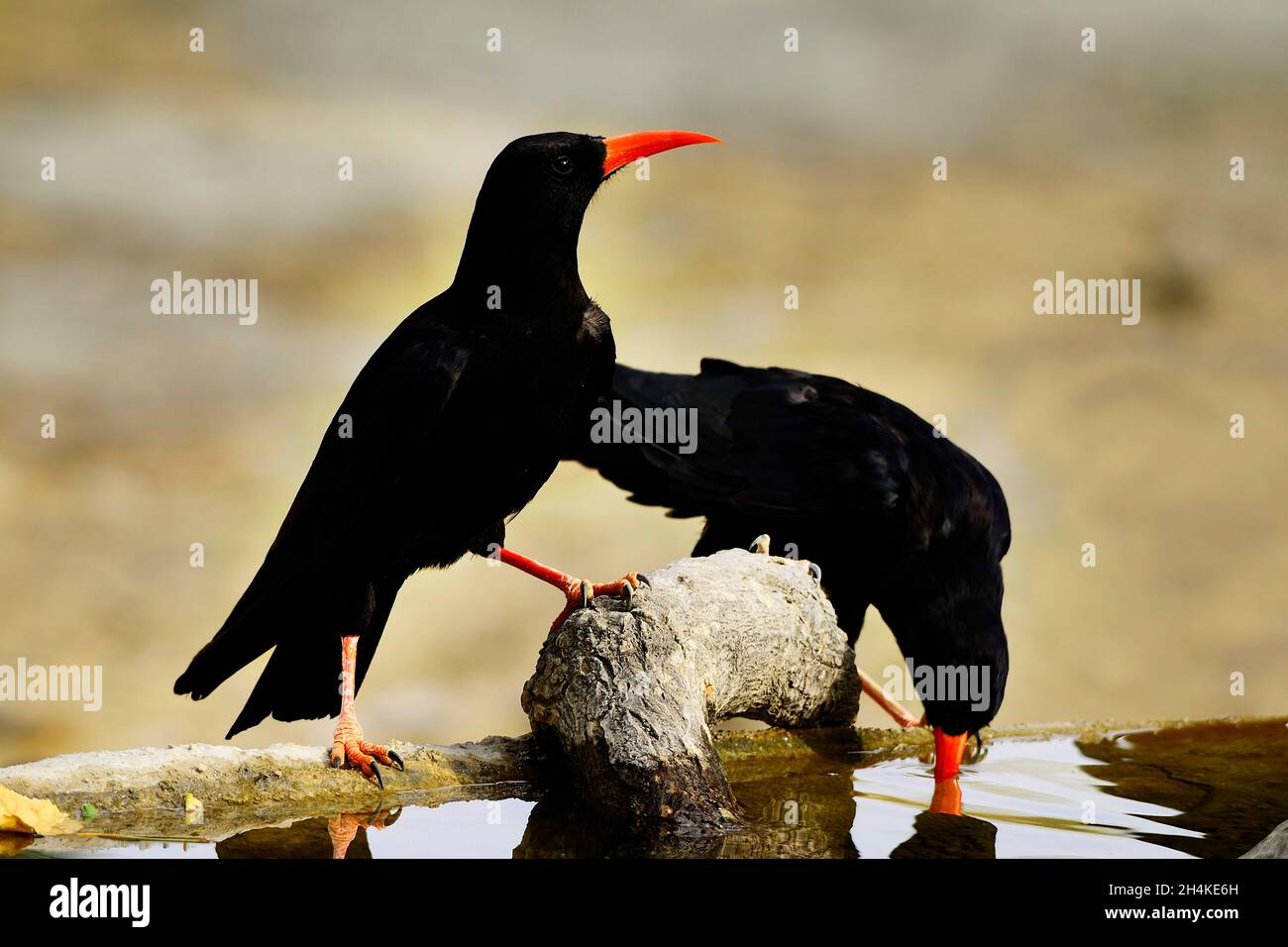 Pyrrhocorax pyrrhocorax - The red-billed chough is a species of ...